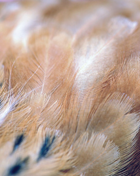 Tips for Helping Your Poultry Flock Through A Spring Feather Molt ...